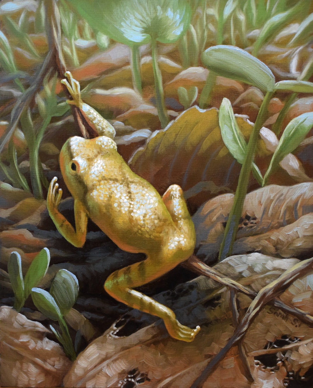 Spring Peeper - Original Oil Painting, Maine Amphibian Wildlife - Etsy