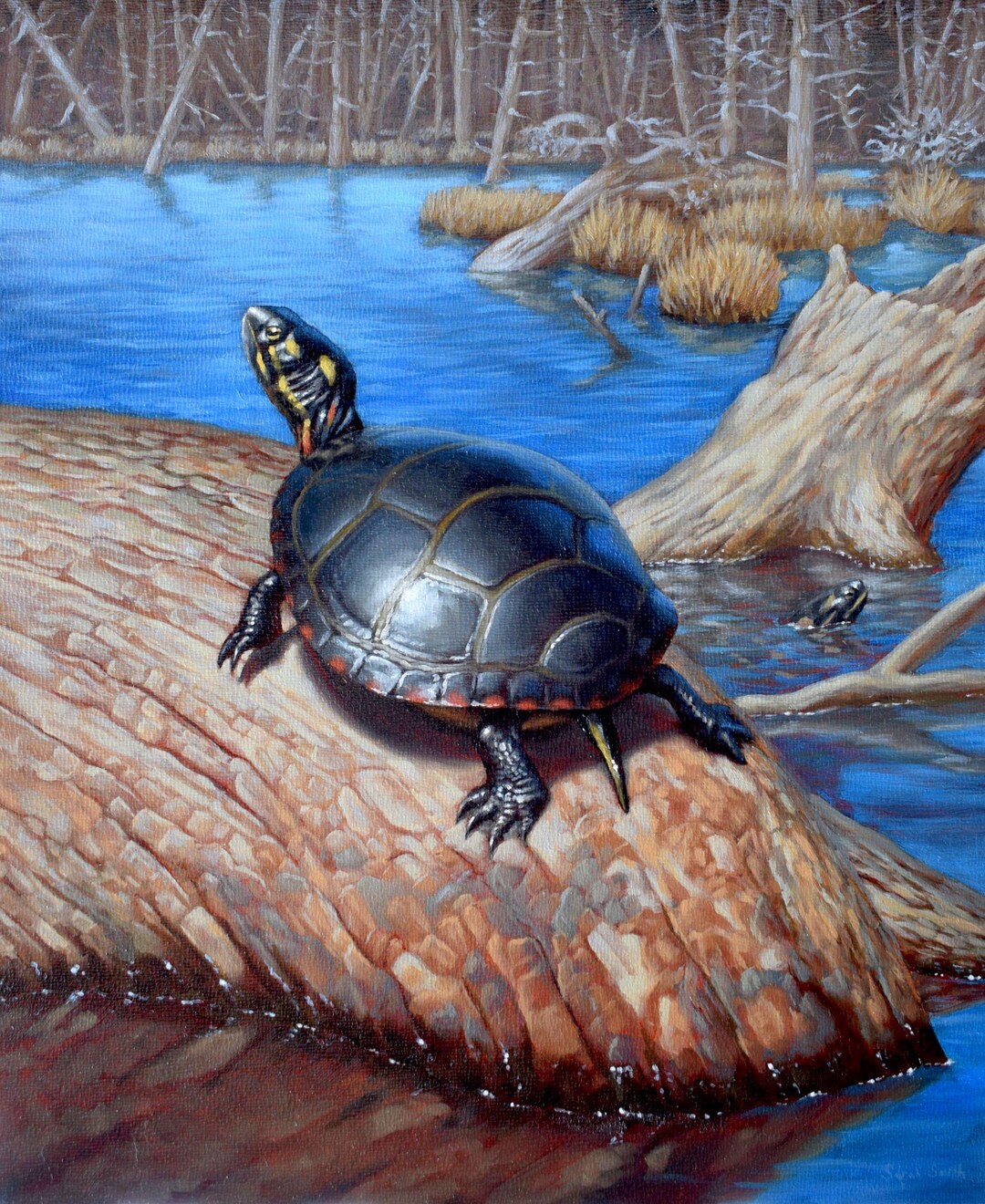 Sunbathing Turtle - Original Oil Painting on 11x14" Board, Maine ...