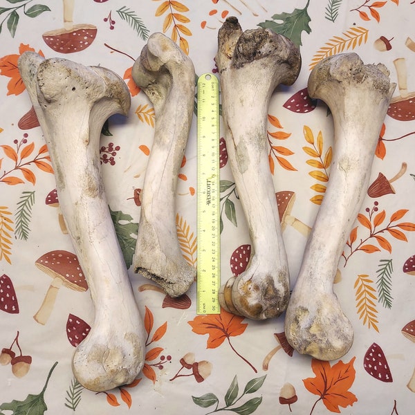 Leg Bones - Etsy