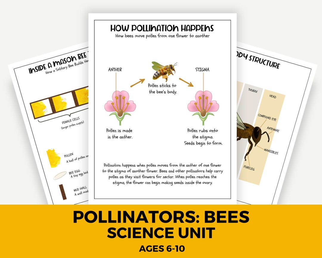Bees Science Unit | Pollination and Bee Anatomy Study | Honeybee ...