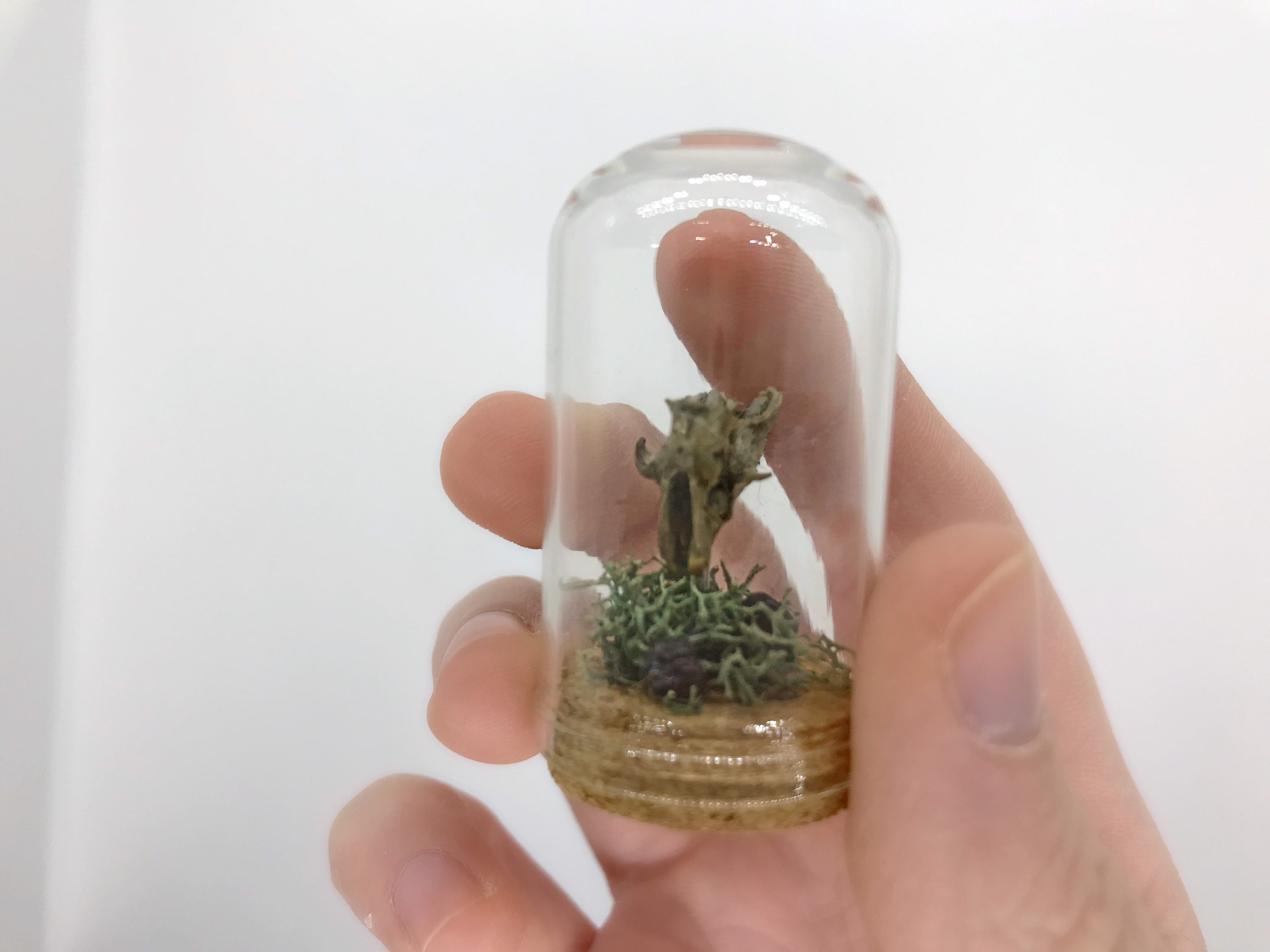 Mini Bone Jar Terrarium Rodent Skull and Bones Natural - Etsy