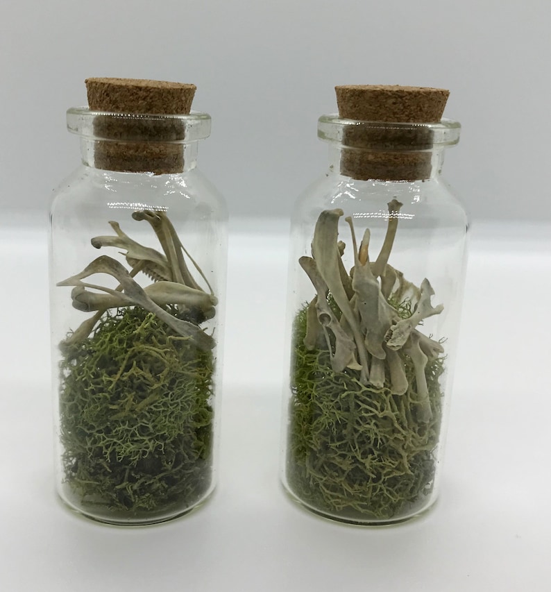Small Bone Terrarium - Bones in Bottles - Moss and Crystals - Etsy