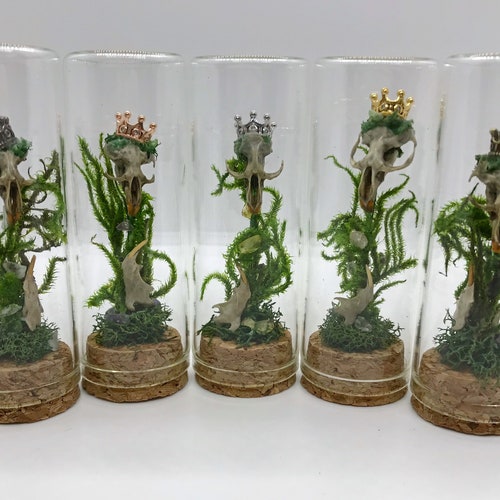 Mini Bone Jar Terrarium Rodent Skull and Bones Natural - Etsy