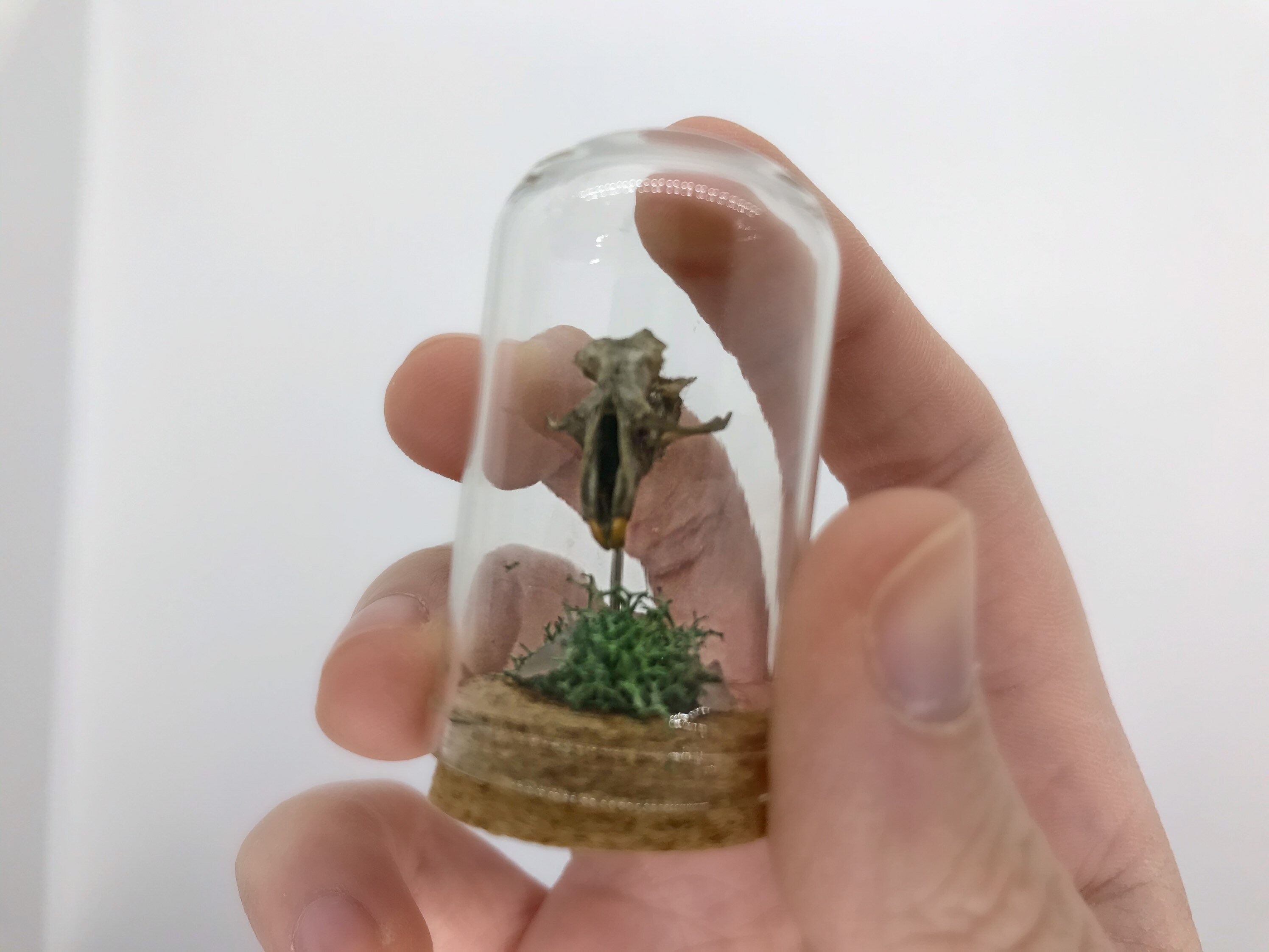 Mini Bone Jar Terrarium Rodent Skull and Bones Natural - Etsy