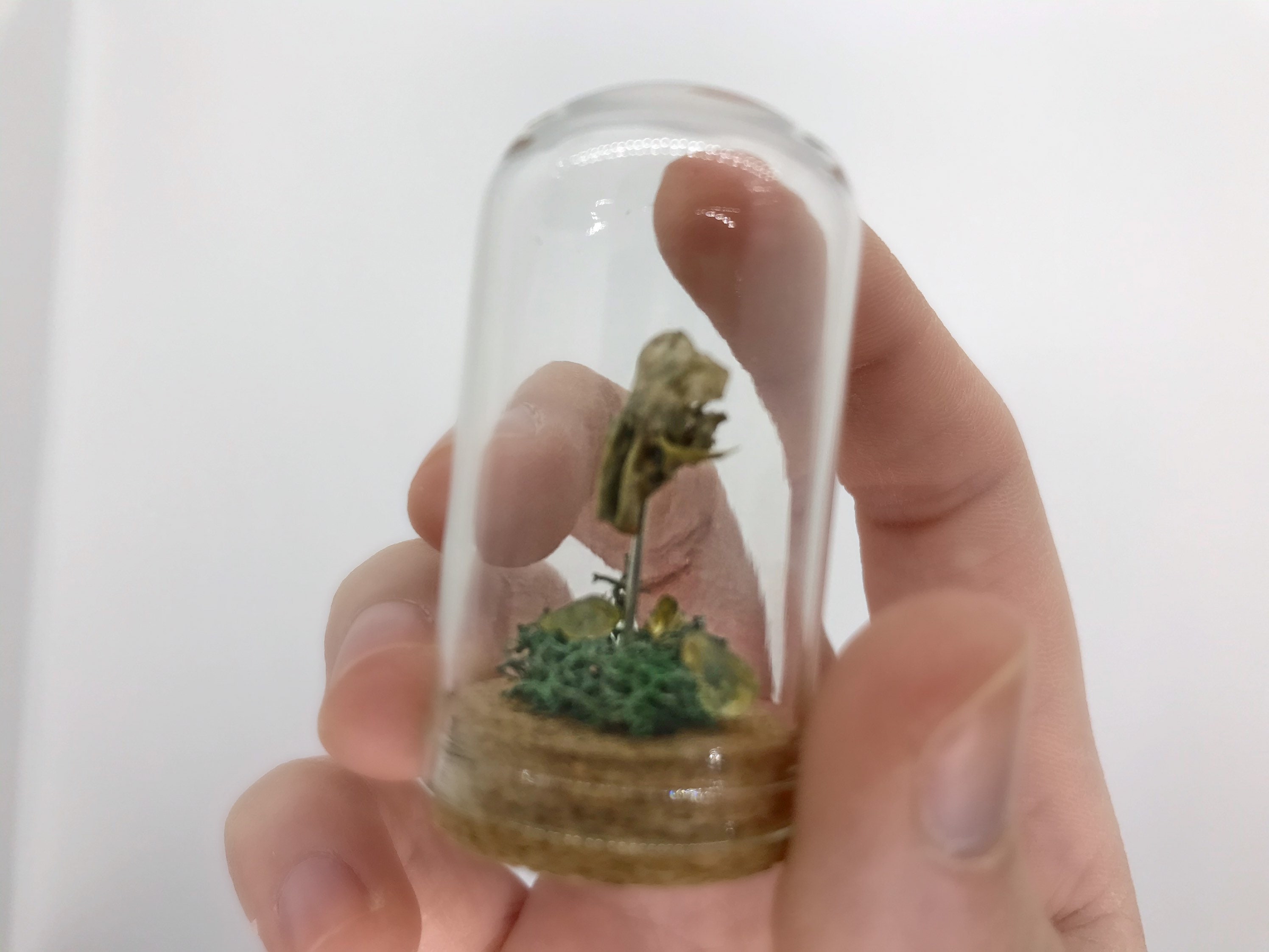 Mini Bone Jar Terrarium Rodent Skull and Bones Natural - Etsy