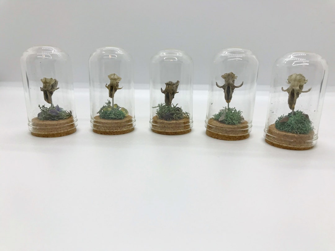 Mini Bone Jar Terrarium - Rodent Skull and Bones - Natural Stones - Etsy