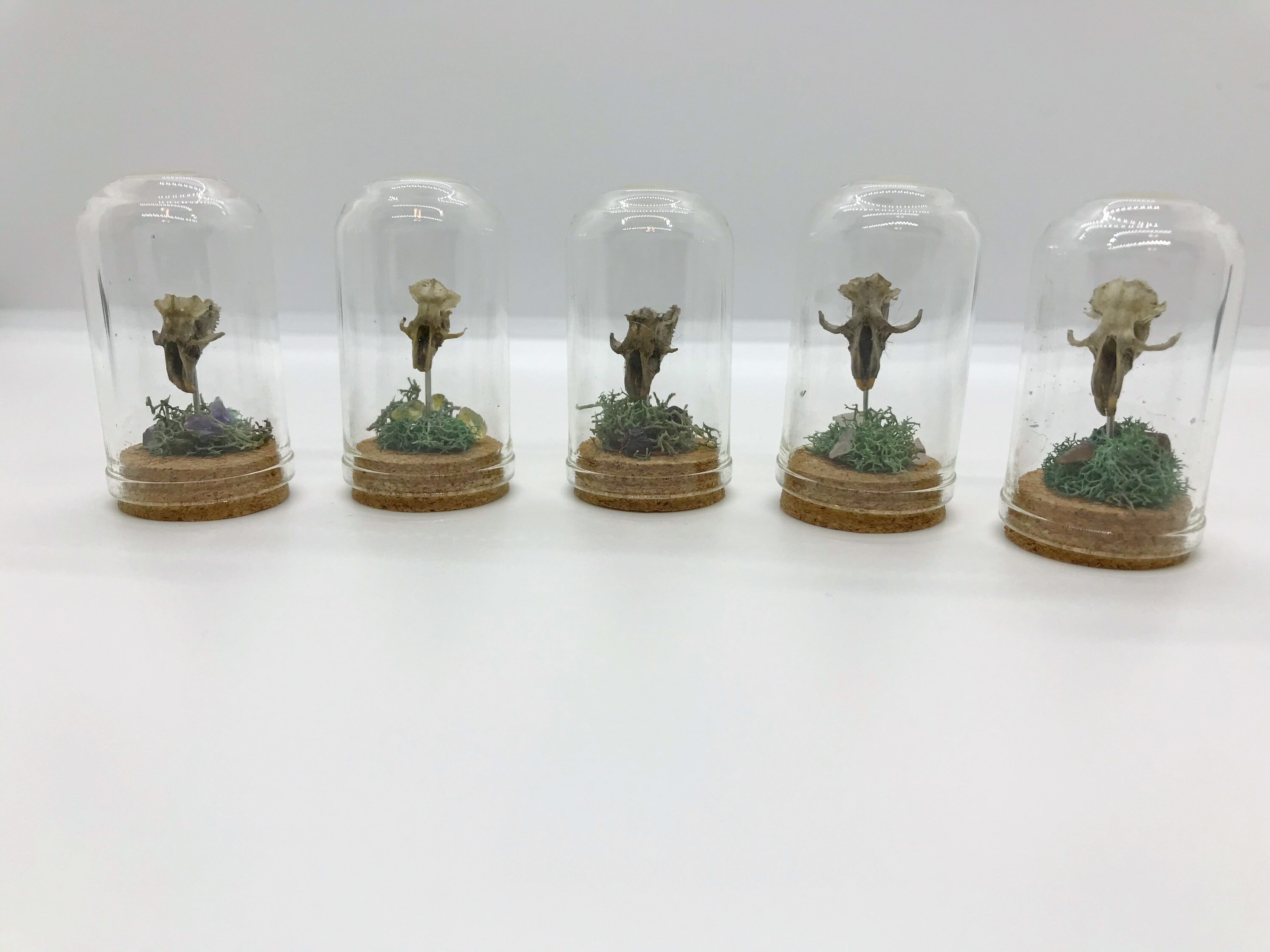 Mini Bone Jar Terrarium - Rodent Skull and Bones - Natural Stones - Etsy