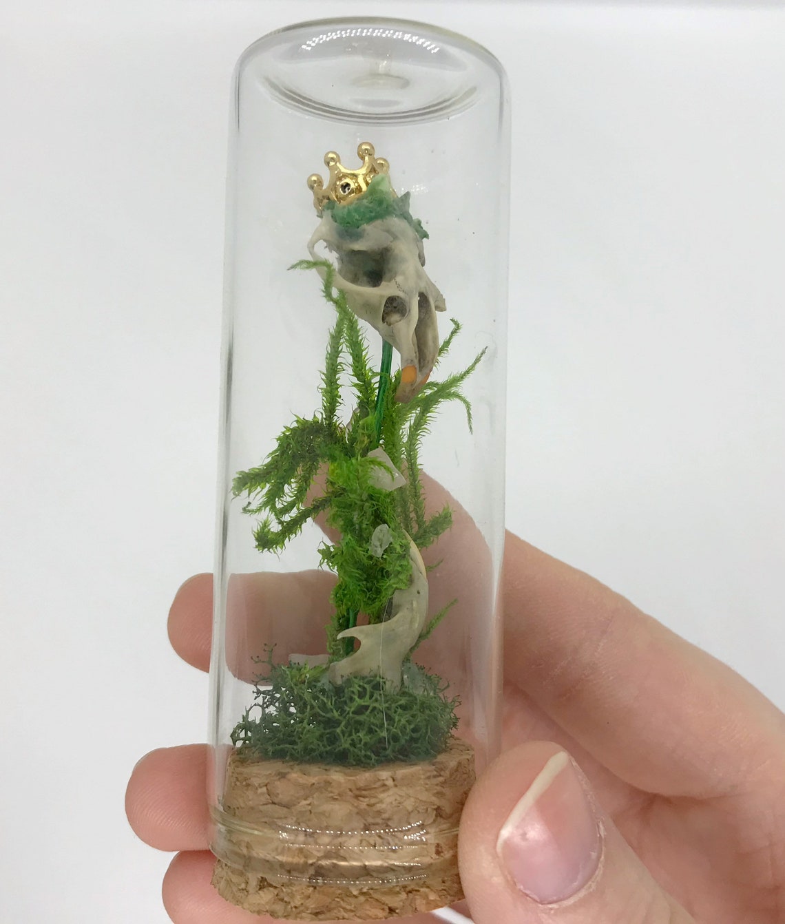 Crown Bone Jar Terrarium Rodent Skull and Bones Natural | Etsy