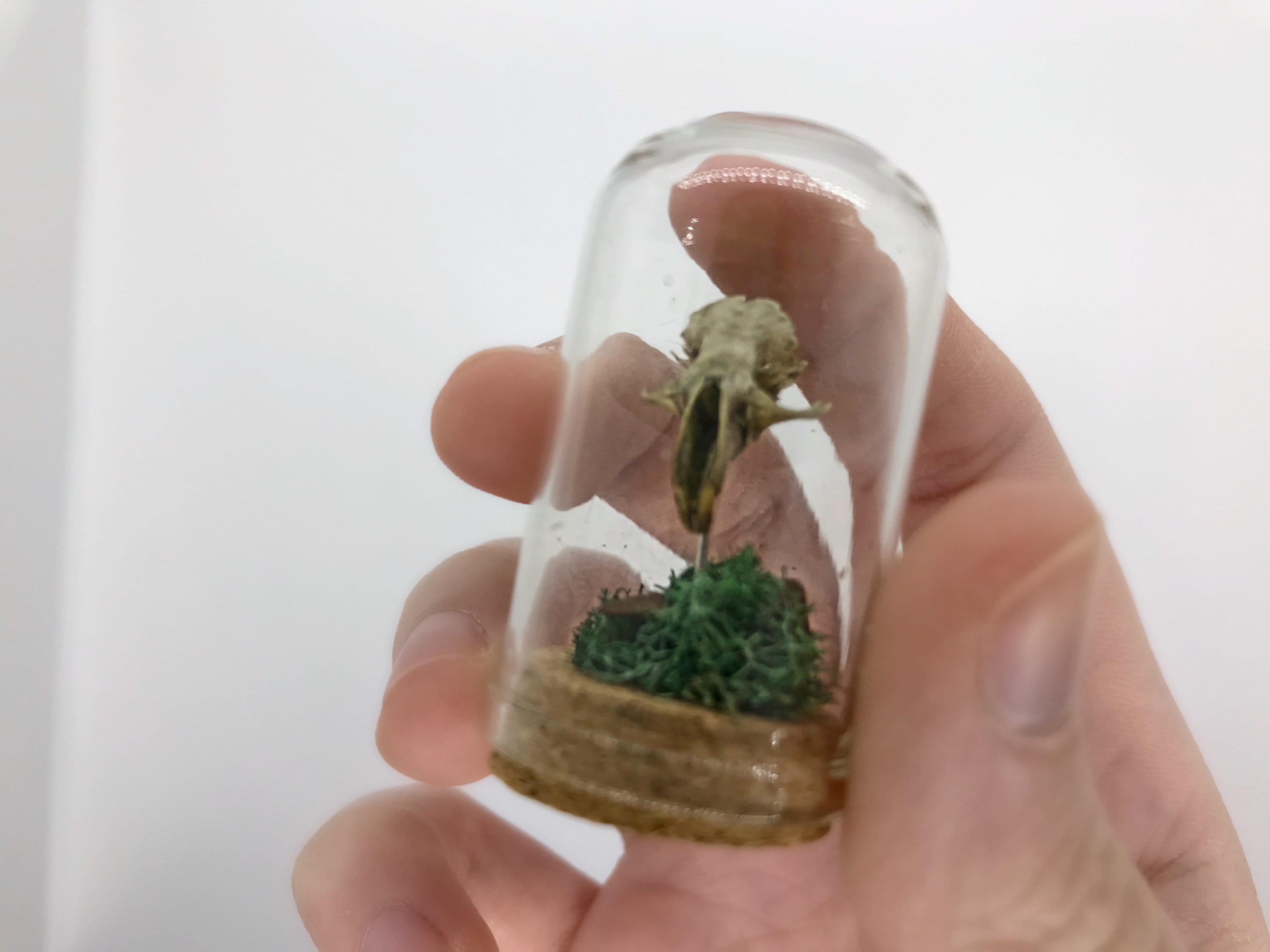 Mini Bone Jar Terrarium Rodent Skull and Bones Natural - Etsy