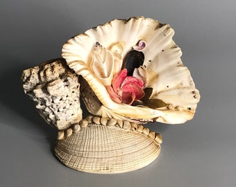 Queen Helmet Striped Conch Shell Seashell Beach Ocean Decor, Nautical ...