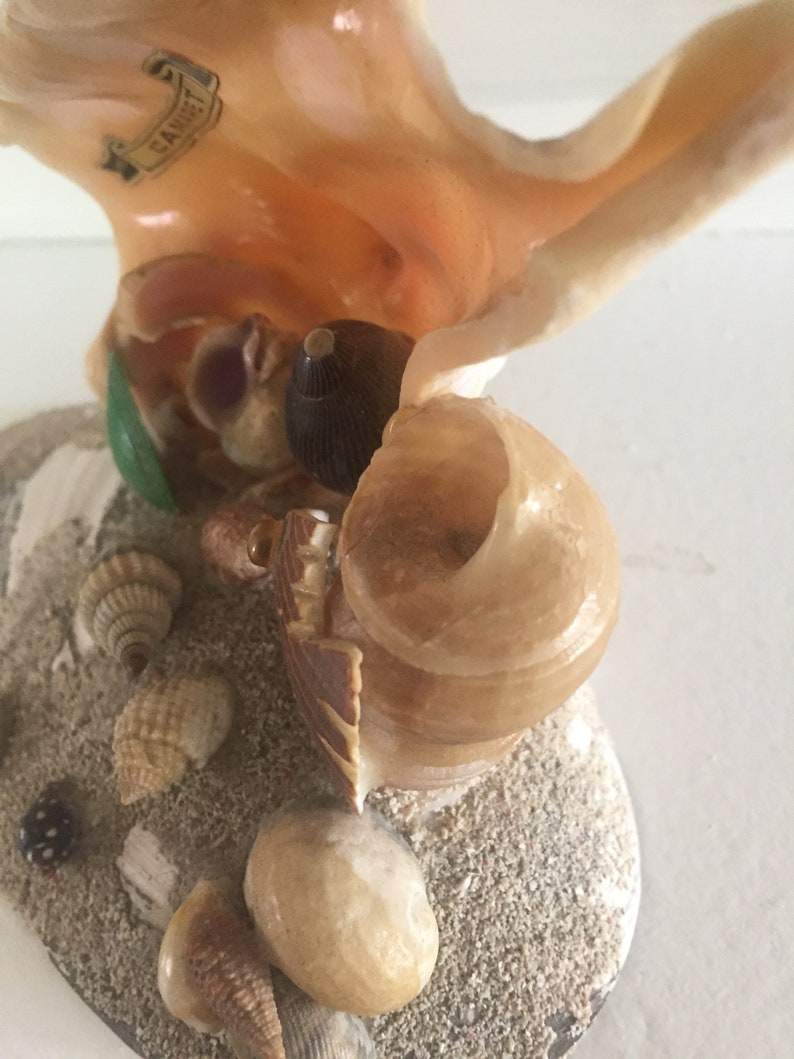 Vintage French Shell Souvenir Shell From Camaret Mi Century - Etsy