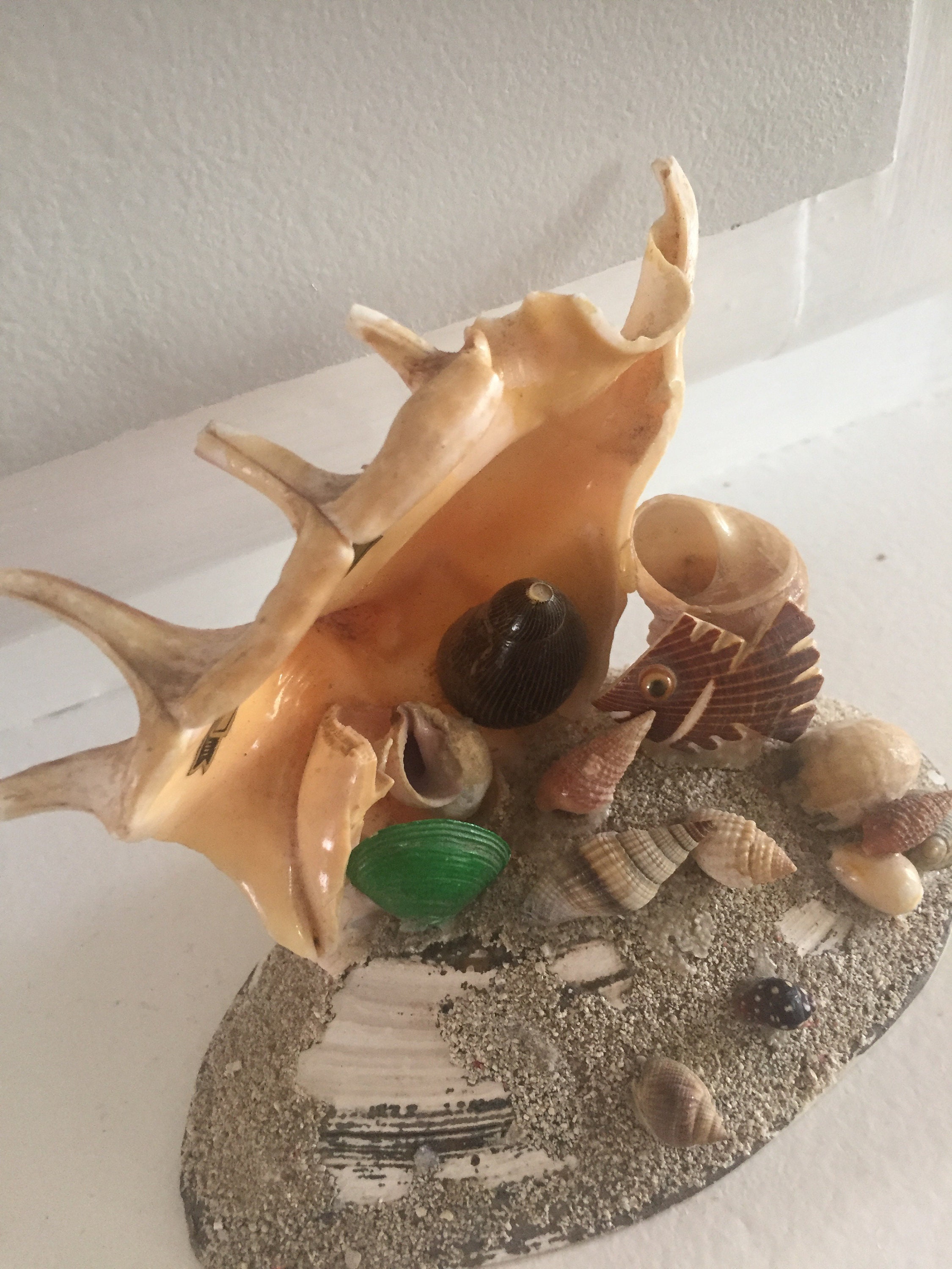 Vintage French Shell Souvenir Shell From Camaret Mi Century - Etsy