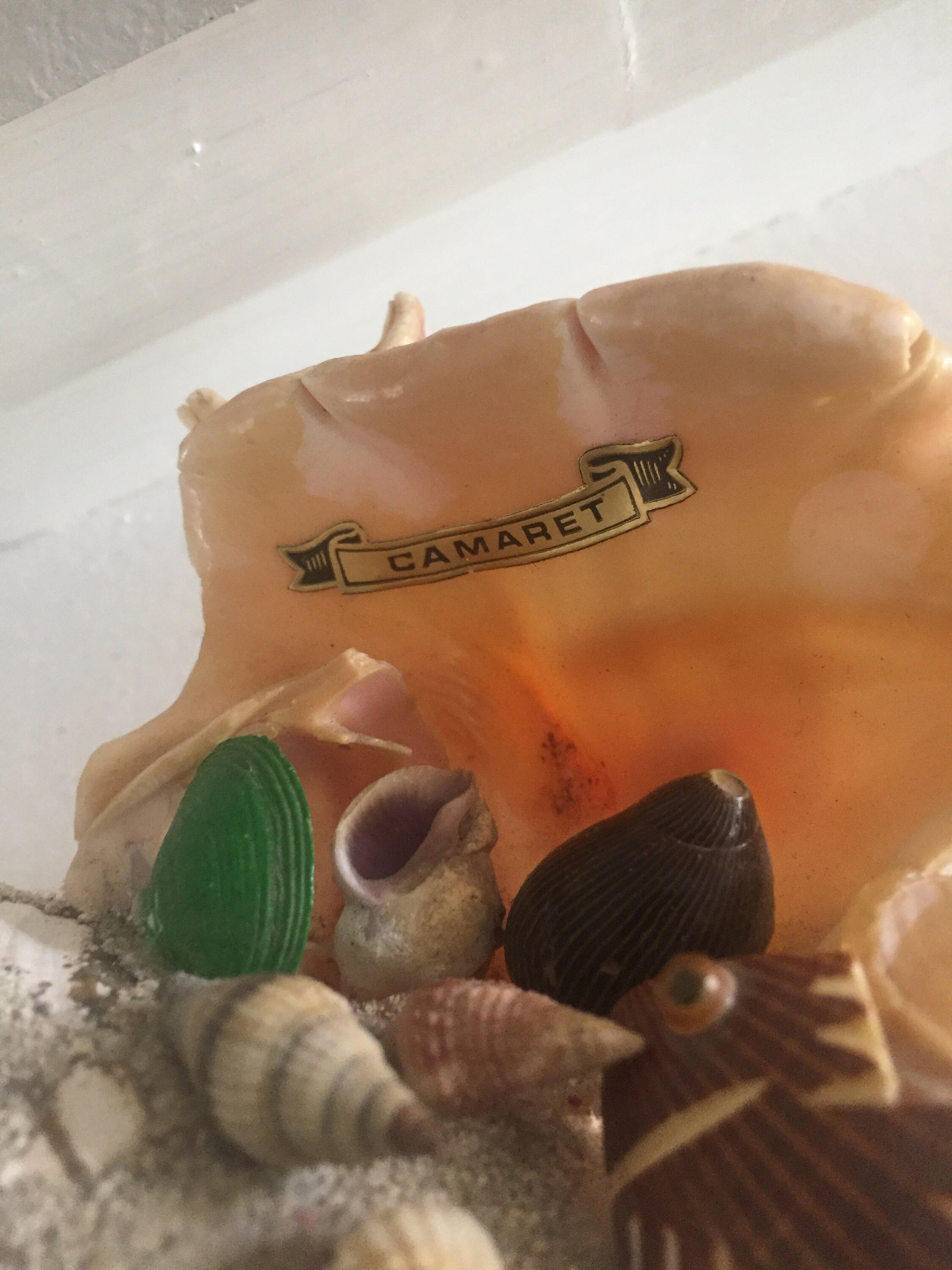Vintage French Shell Souvenir Shell From Camaret Mi Century - Etsy