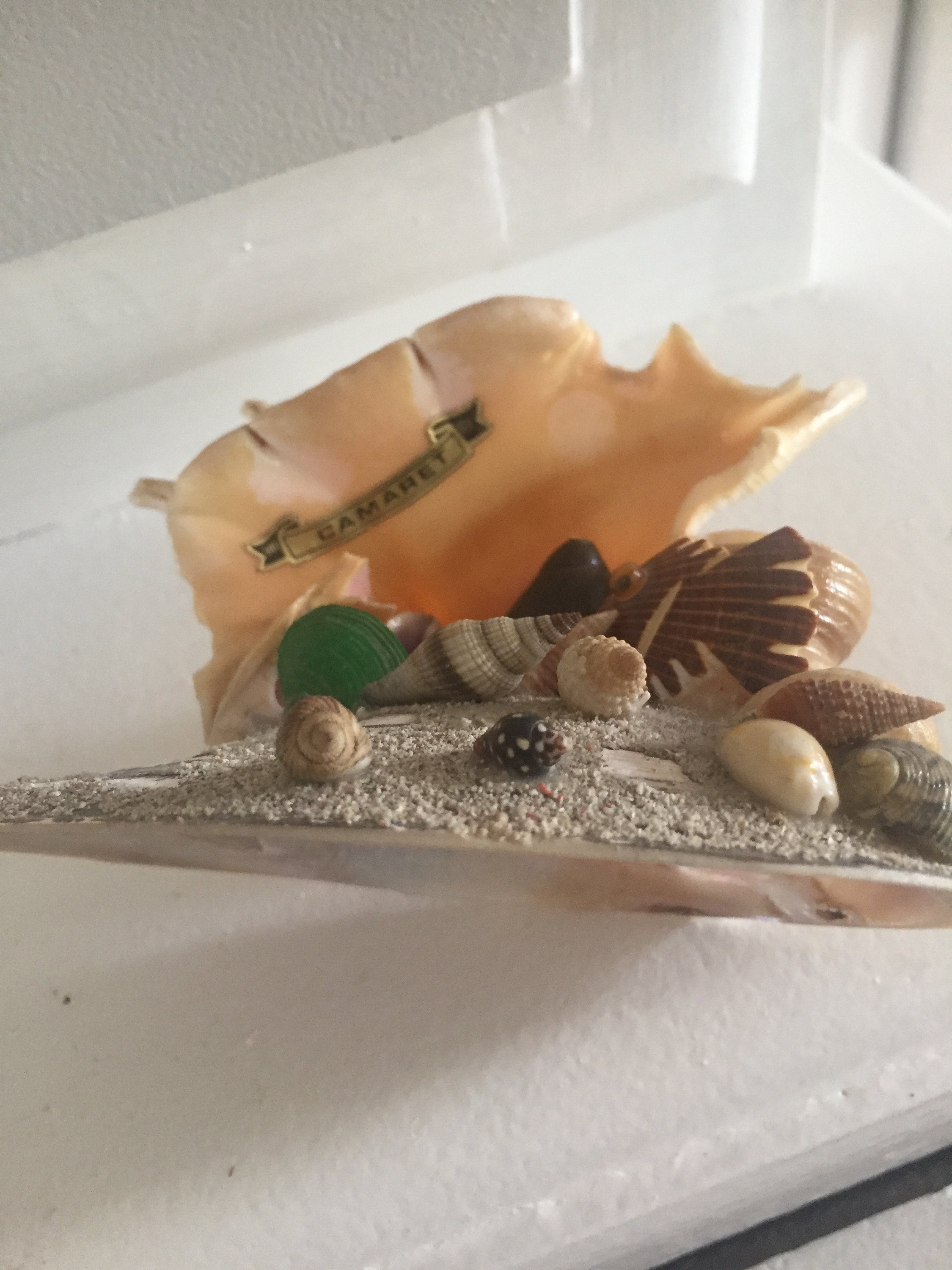 Vintage French Shell Souvenir Shell From Camaret Mi Century - Etsy