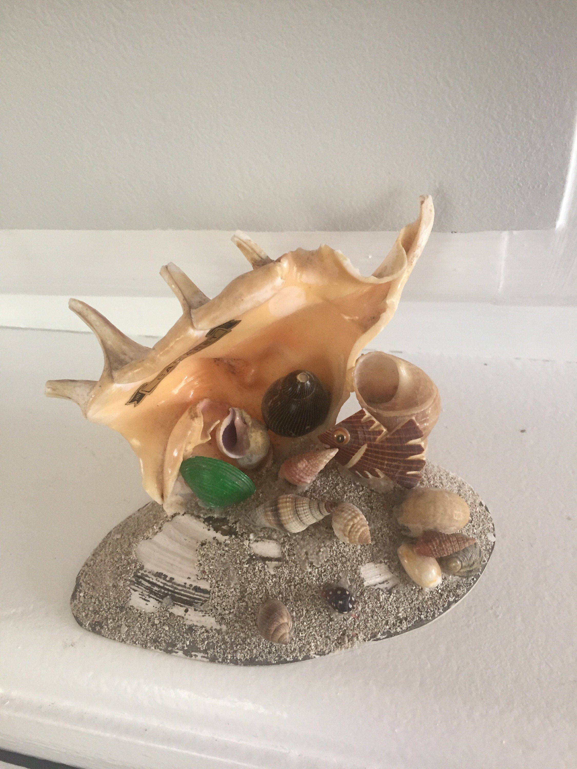 Vintage French Shell Souvenir Shell From Camaret Mi Century - Etsy