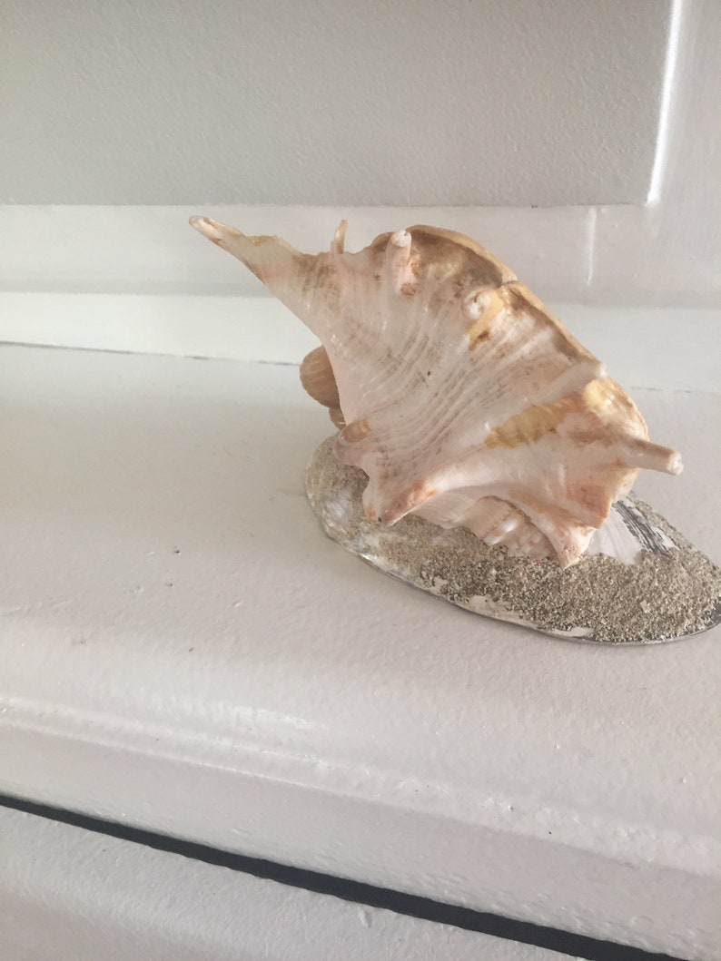 Vintage French Shell Souvenir Shell From Camaret Mi Century - Etsy