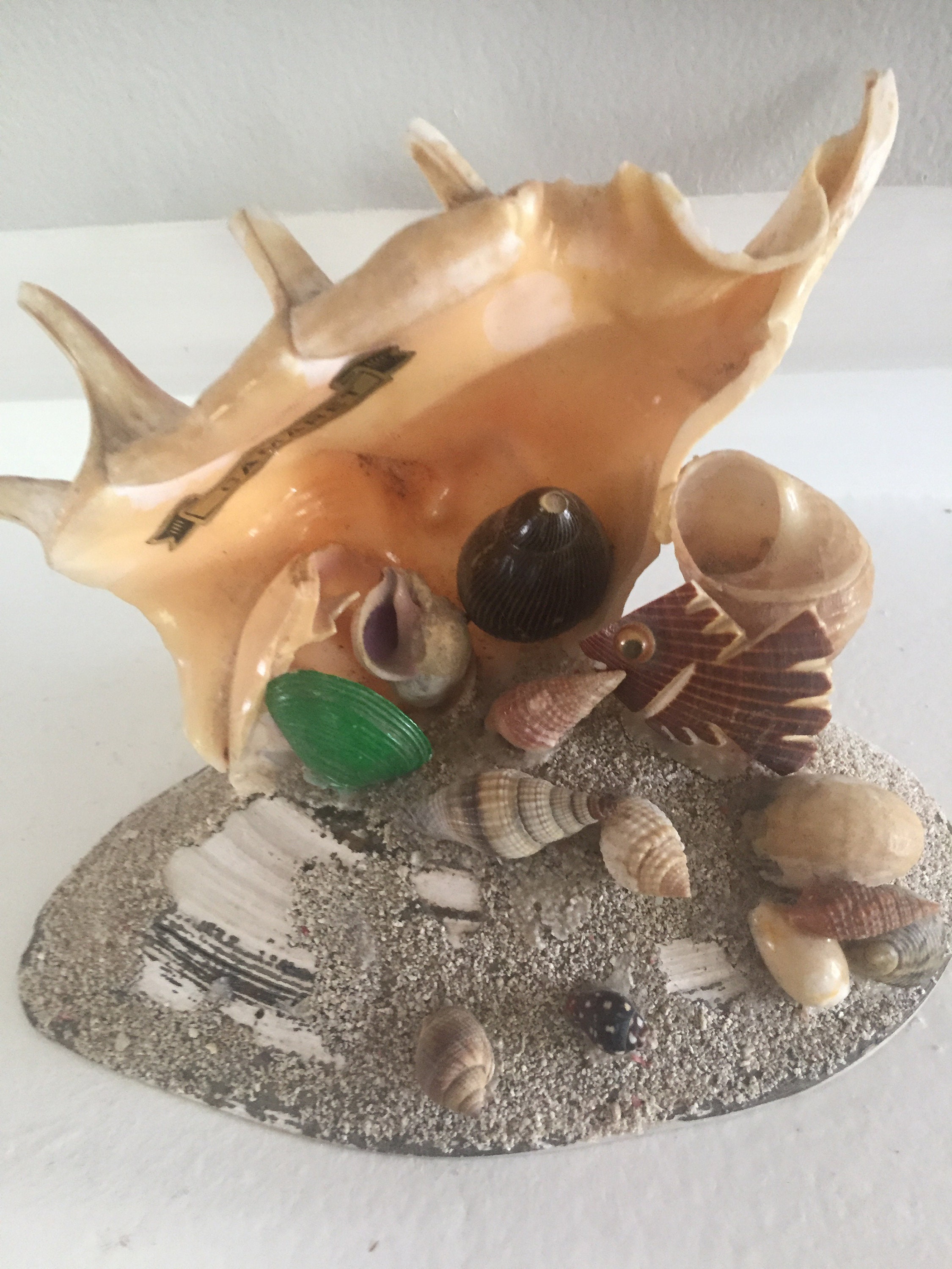 Vintage French Shell Souvenir Shell From Camaret Mi Century - Etsy