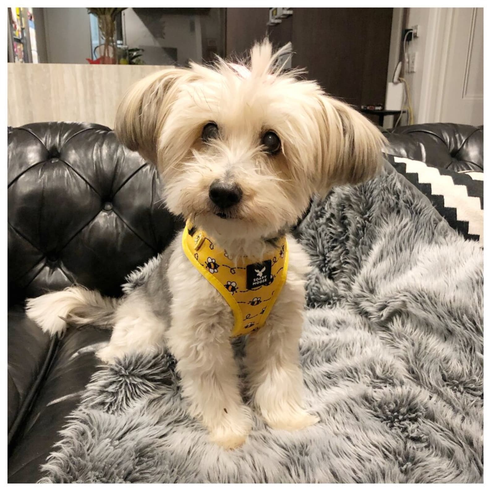 Bee Dog Harness Bees Dog Harness Cat Harness Yellow Dog - Etsy