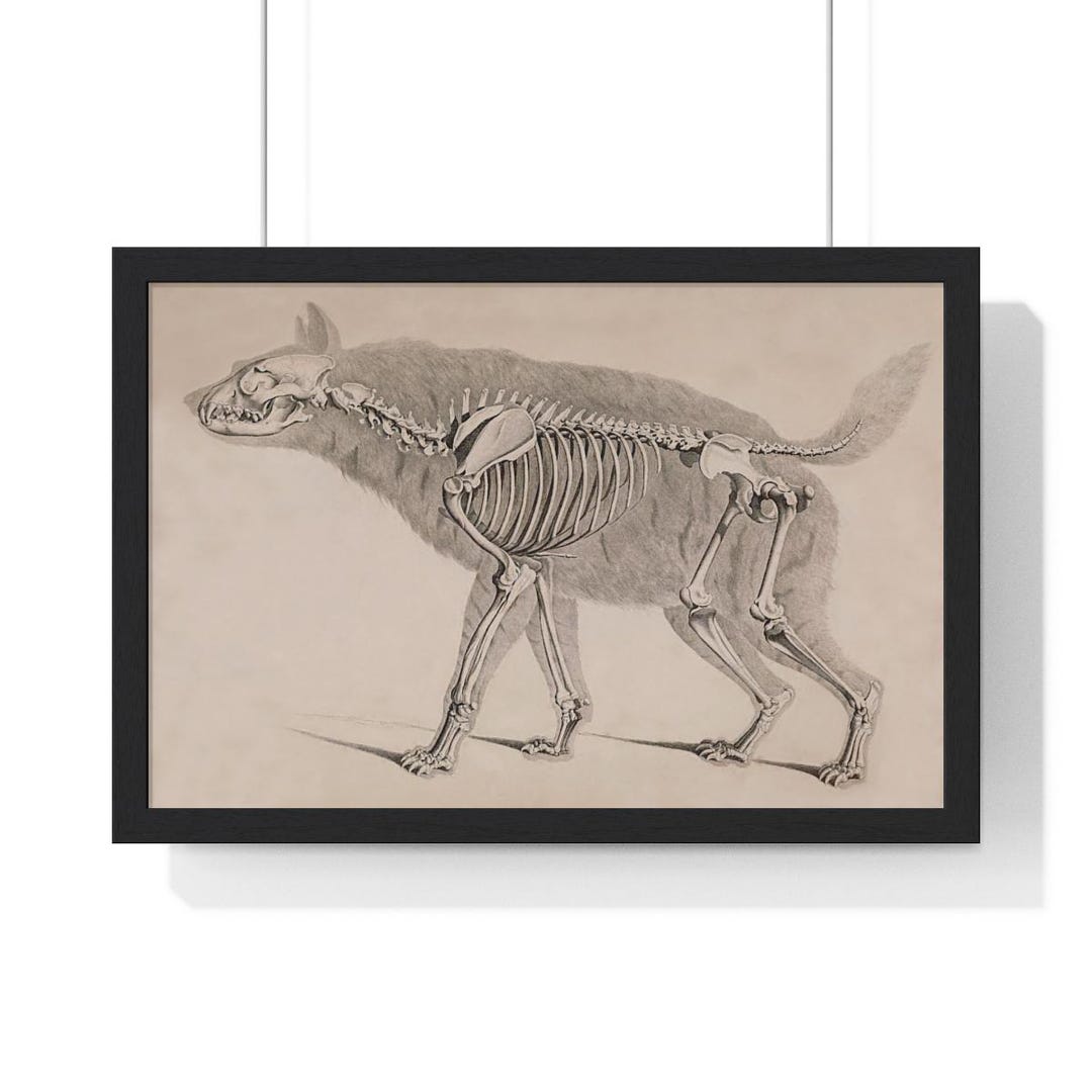 Hyena Skeleton Matte Horizontal Posters - Etsy
