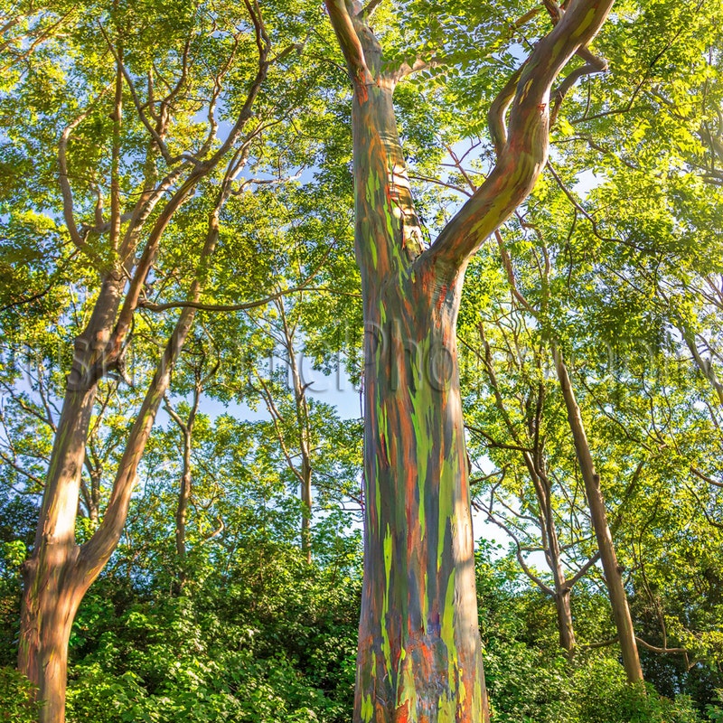 Rainbow Eucalyptus Wood - Etsy
