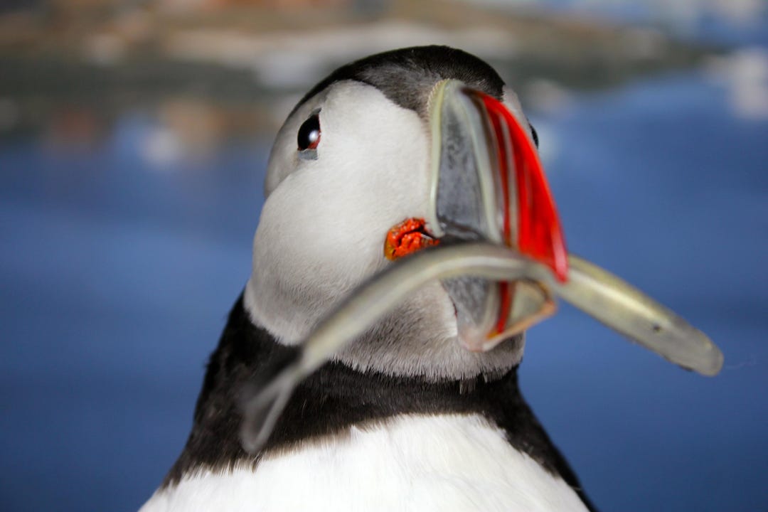 Puffin 5. Atlantic, Iceland, Taxidermy, Unique, Authentic - Etsy