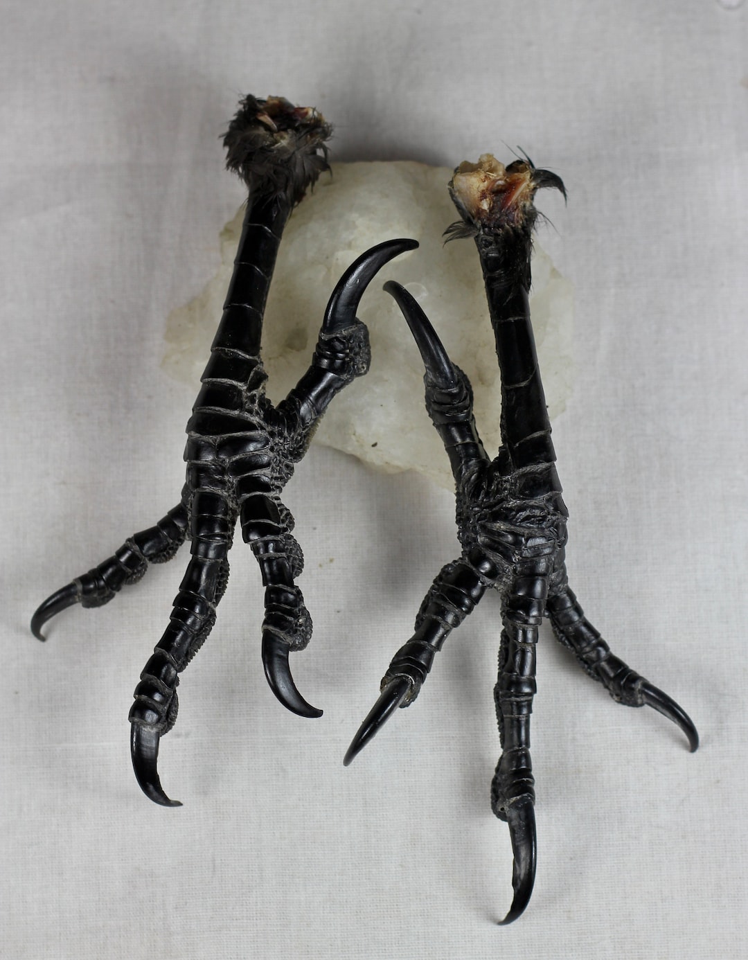 Raven, Feet, Iceland, Taxidermy, Hand Made, Real, Natural - Etsy