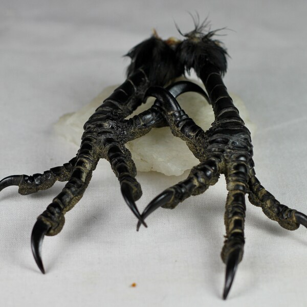 Raven Taxidermy - Etsy