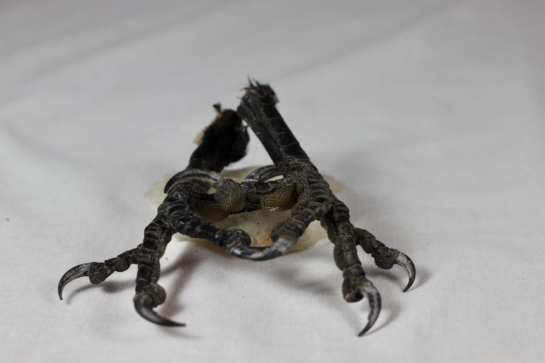 Raven, Feet, Iceland, Taxidermy, Hand Made, Real, Natural - Etsy