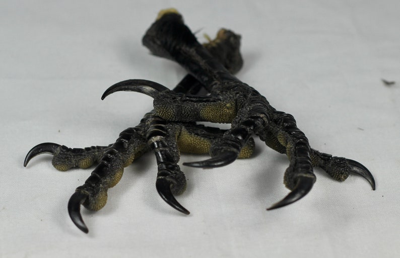 Raven Feet Iceland Taxidermy Hand Made Real Natural - Etsy