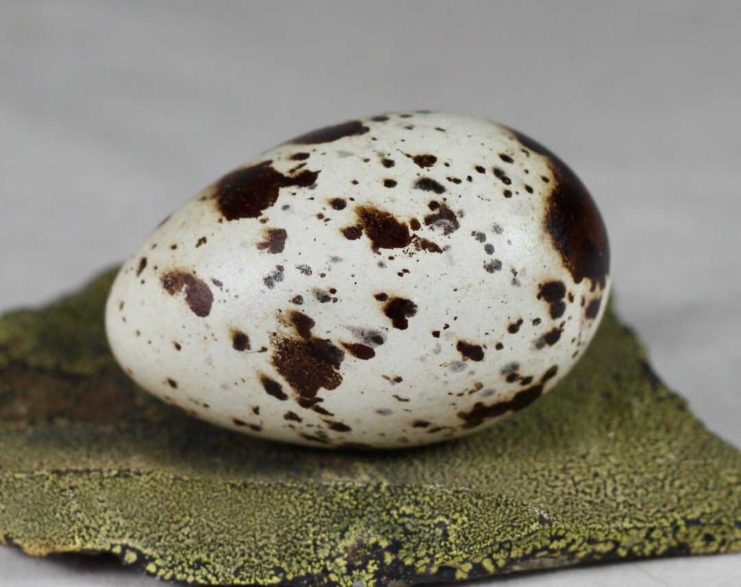Razorbill 5, Alca Torda, Egg, Iceland, Taxidermy, Nature, Real - Etsy