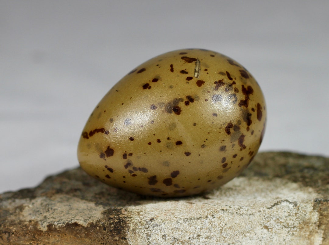 Common Gull Egg Nature Iceland Taxidermy Real - Etsy