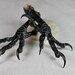 Raven, Feet, Iceland, Taxidermy, Hand Made, Real, Natural - Etsy