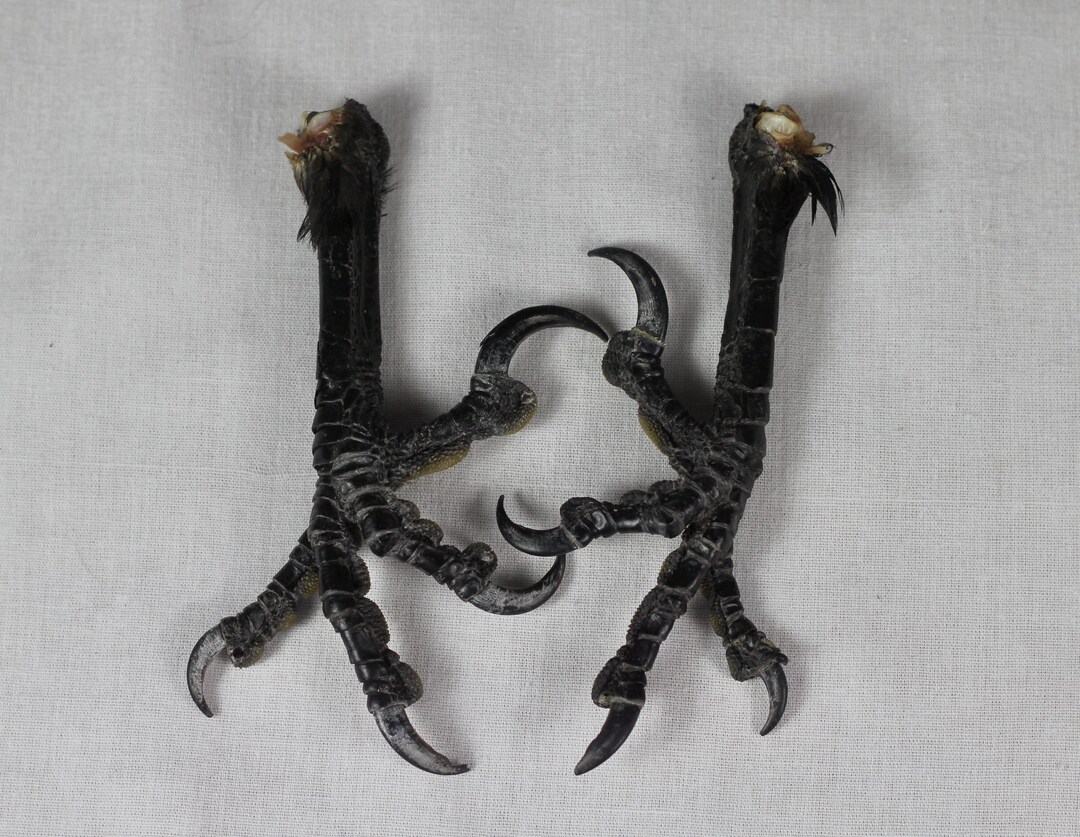 Raven, Feet, Iceland, Taxidermy, Hand Made, Real, Natural - Etsy