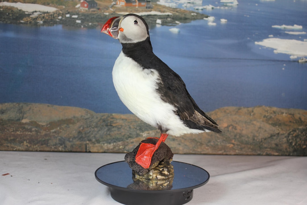 Puffin. Atlantic, Iceland, Taxidermy, Unique, Authentic - Etsy