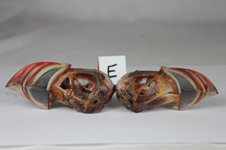 Puffin Skulls Atlantic Iceland Taxidermy Unique Authentic - Etsy