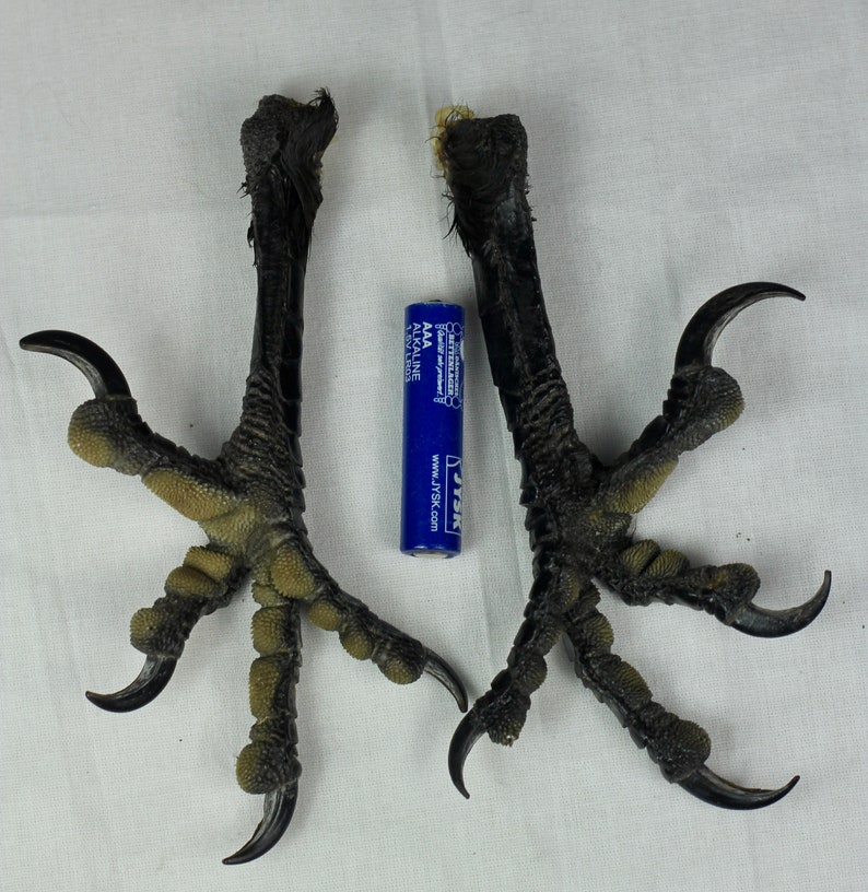 Raven Feet Iceland Taxidermy Hand Made Real Natural - Etsy