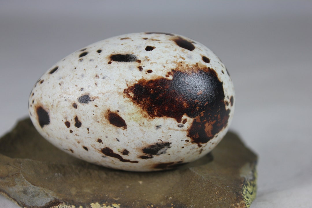 Razorbill 2, Alca Torda, Egg, Iceland, Taxidermy, Nature, Real - Etsy