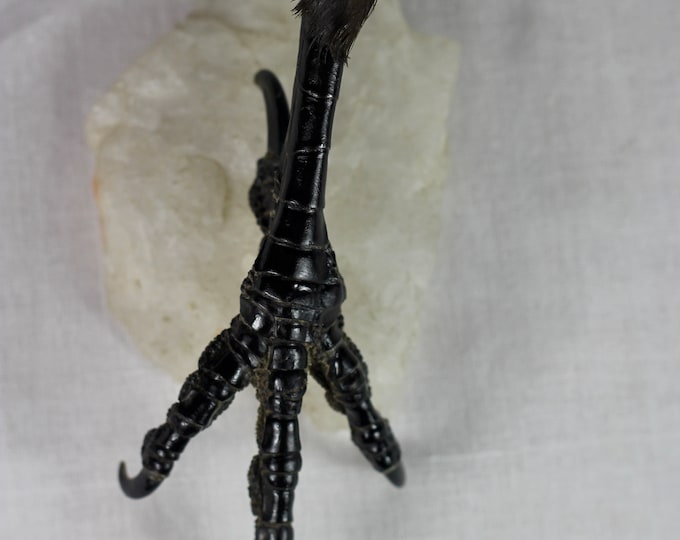 Raven, Foot, Iceland, Taxidermy, Hand Made, Real, Natural - Etsy