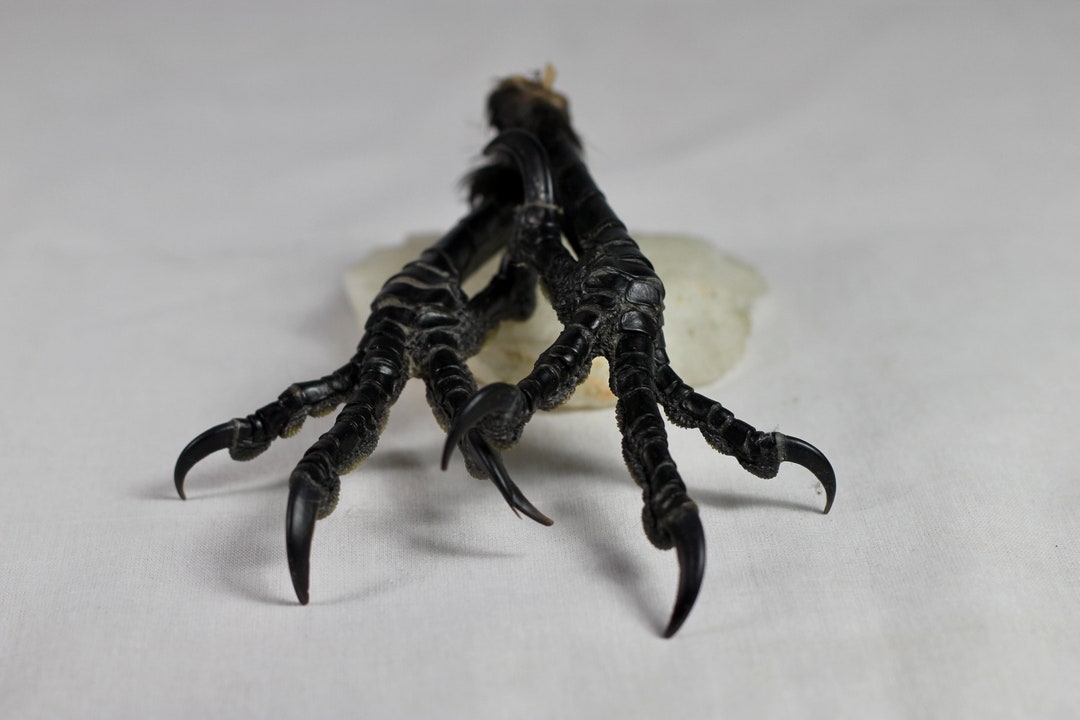 Raven Feet Iceland Taxidermy Hand Made Real Natural - Etsy