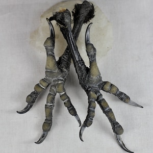 Raven, Feet, Iceland, Taxidermy, Hand Made, Real, Natural - Etsy