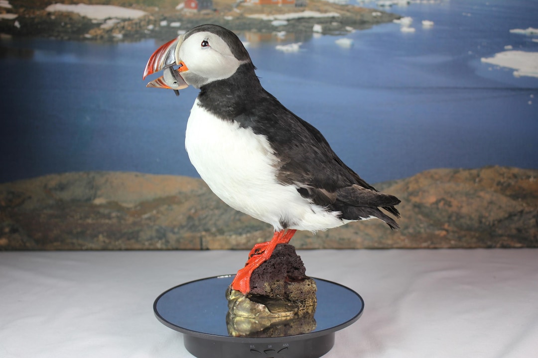 Puffin 2. Atlantic, Iceland, Taxidermy, Unique, Authentic - Etsy