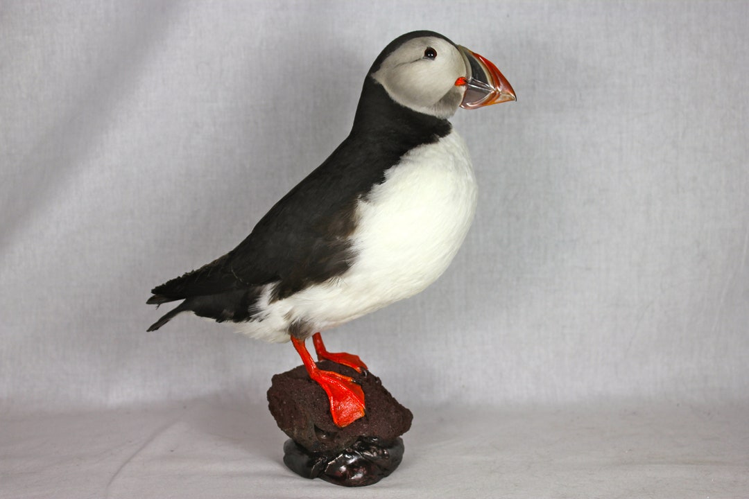 Puffin 3. Atlantic, Iceland, Taxidermy, Unique, Authentic - Etsy