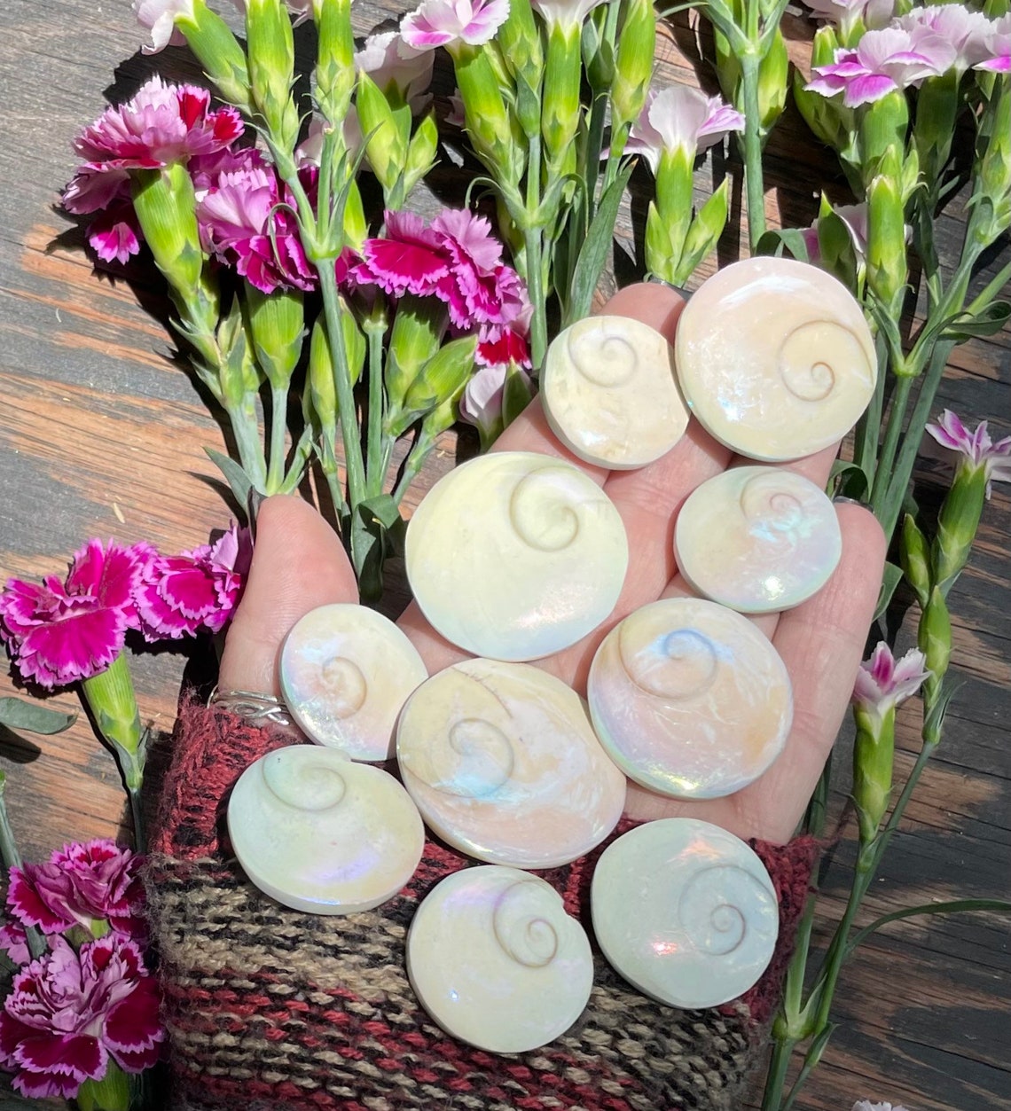 AURA. Shiva Eye Shiva Eye Shell Qty. 1 Round ENHANCED - Etsy