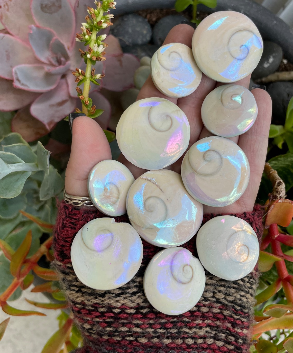 AURA. Shiva Eye Shiva Eye Shell Qty. 1 Round ENHANCED - Etsy