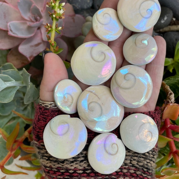 Shiva Eye Shell - Etsy