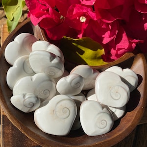 Shiva Eye, Shiva Shell, Shiva Shell Heart, Qty. 1 - Etsy