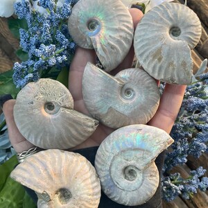 Ammonite, Opalized Ammonite, Fossil, Ammonite Fossil, Qty. 1 - Etsy