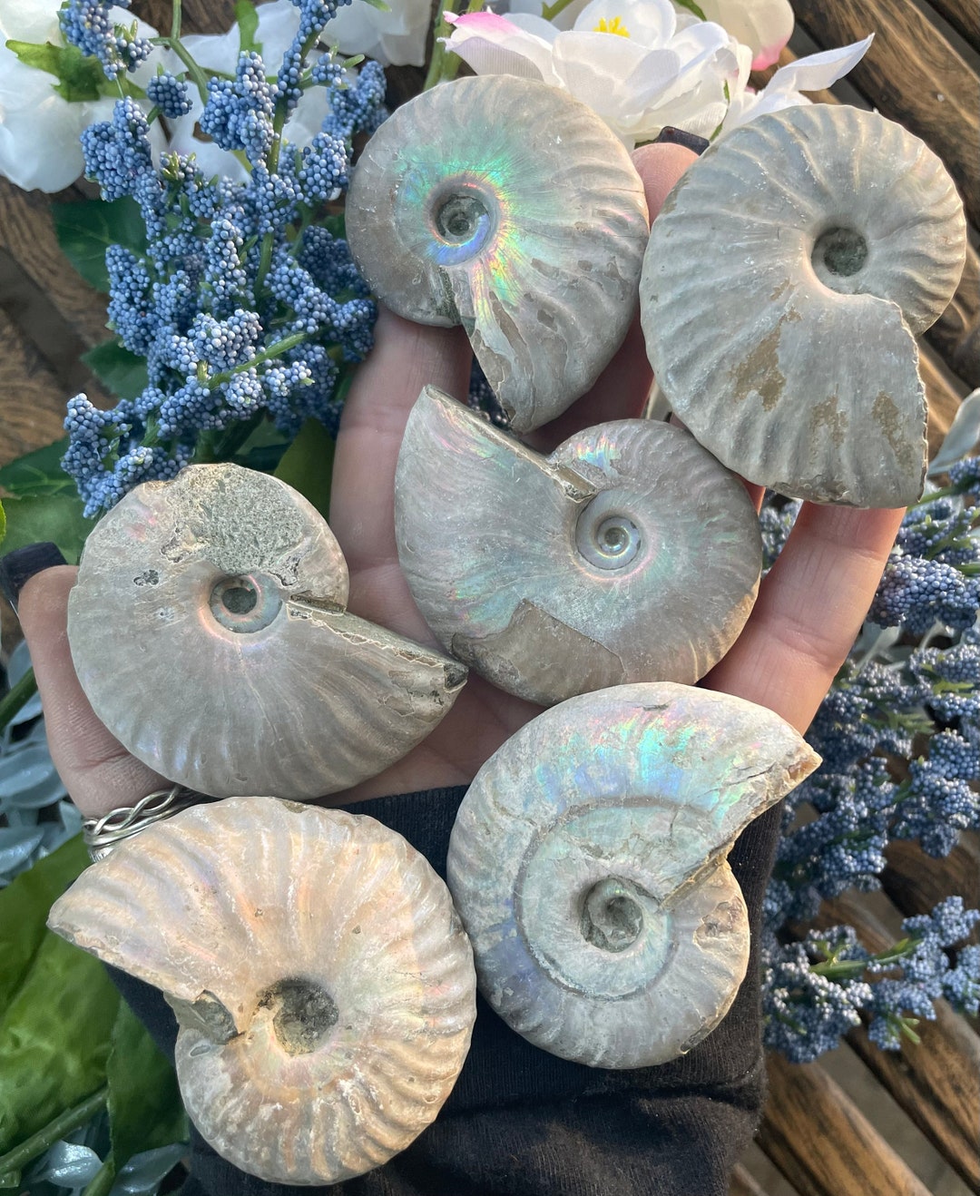 Ammonite, Opalized Ammonite, Fossil, Ammonite Fossil, Qty. 1 - Etsy