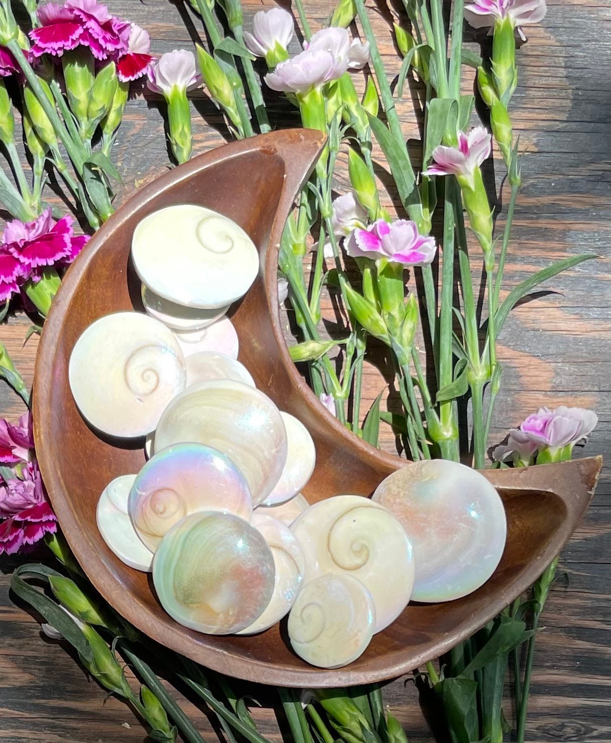 AURA. Shiva Eye Shiva Eye Shell Qty. 1 Round ENHANCED - Etsy