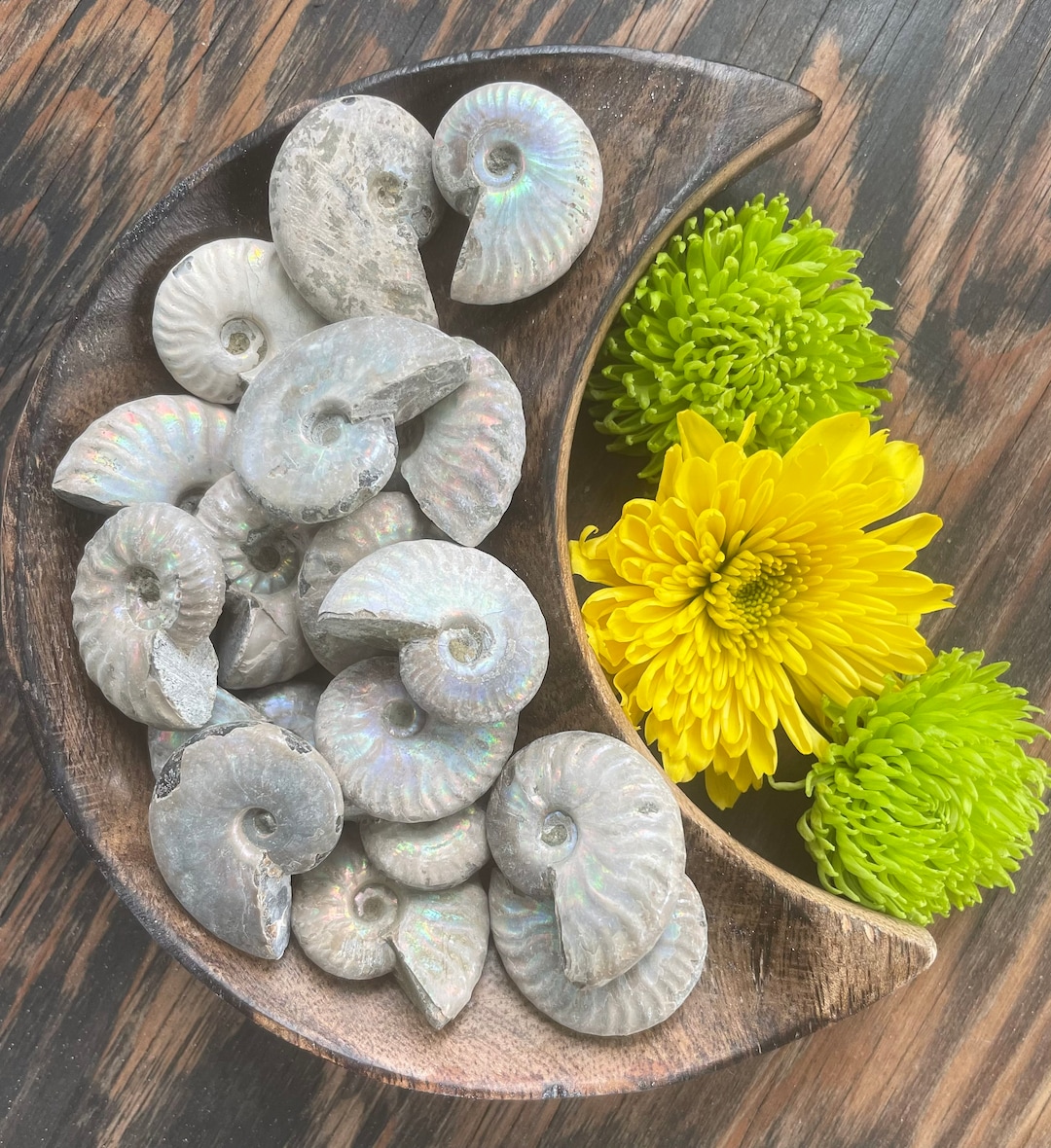 Ammonite, Opalized Ammonite, Fossil, Ammonite Fossil, Qty. 1 SMALL - Etsy